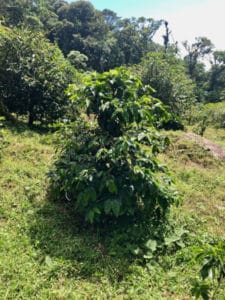 What is Pacamara Coffee? Characteristics, Profile and Options – The ...