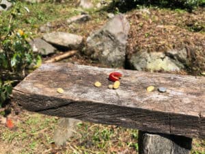 What is Pacamara Coffee? Characteristics, Profile and Options - The ...