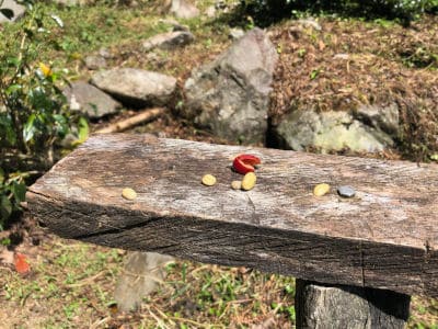 What is Pacamara Coffee? Characteristics, Profile and Options – The ...