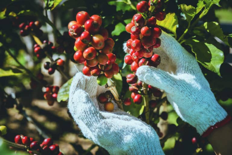 Is Coffee a Pure Substance? Full Analysis – The Specialty Coffee Beans