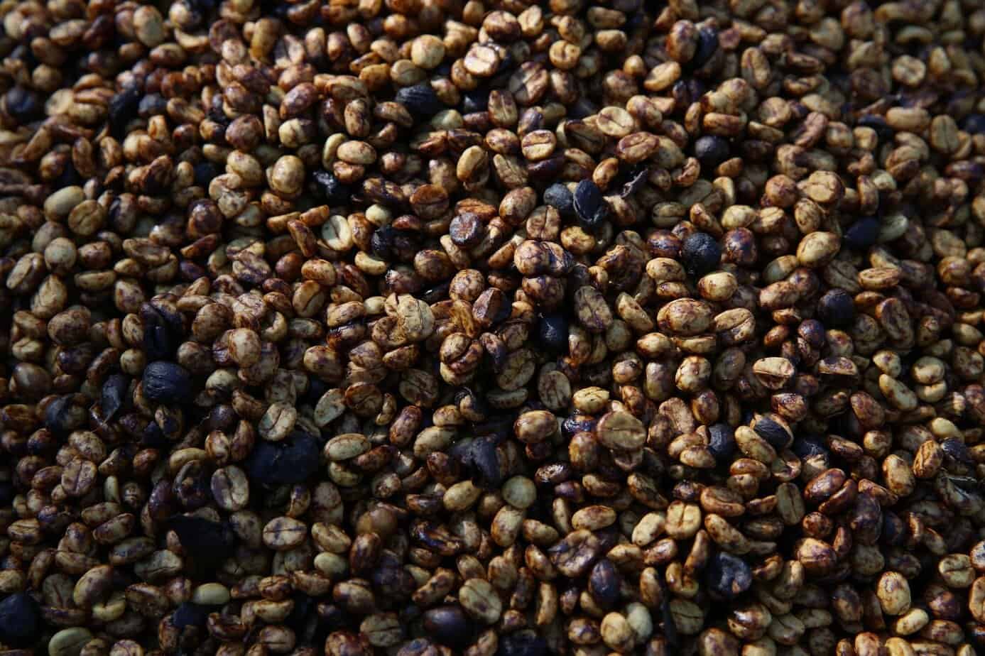 What Is Honey Processed Coffee? – The Specialty Coffee Beans